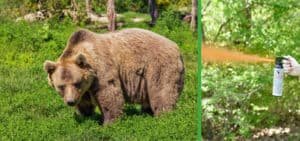 Cool Does Bear Spray Expire Images